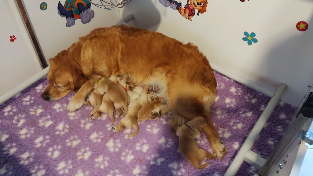 Accueil - Elevage de l'Eden'Or Calypsaline - eleveur de chiens Golden ...